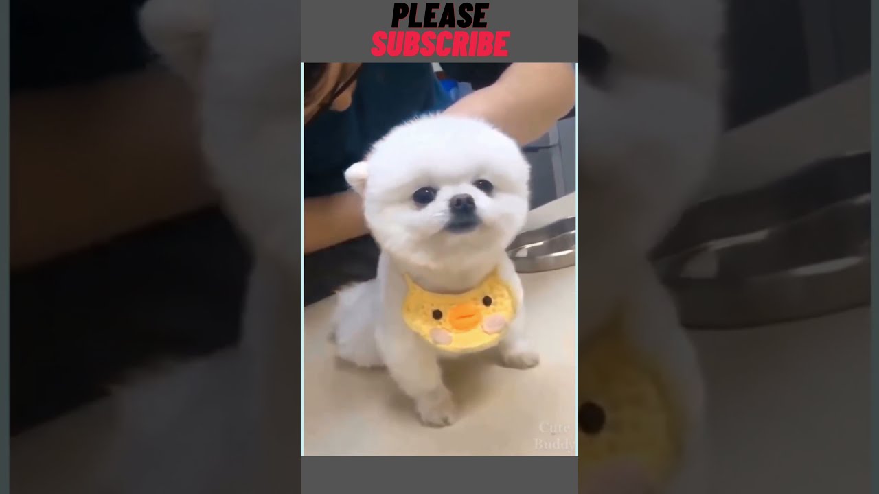 funniest funny and cute dogs || #Shorts - YouTube