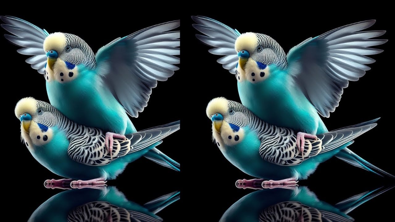 Budgies gold Male diamond luxury Budgie Parakeet Courting Female , My ...