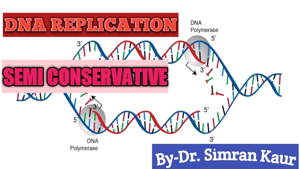 DNA REPLICATION IS SEMI CONSERVATIVE, MESELSON & STAHL EXPERIMENT - YouTube