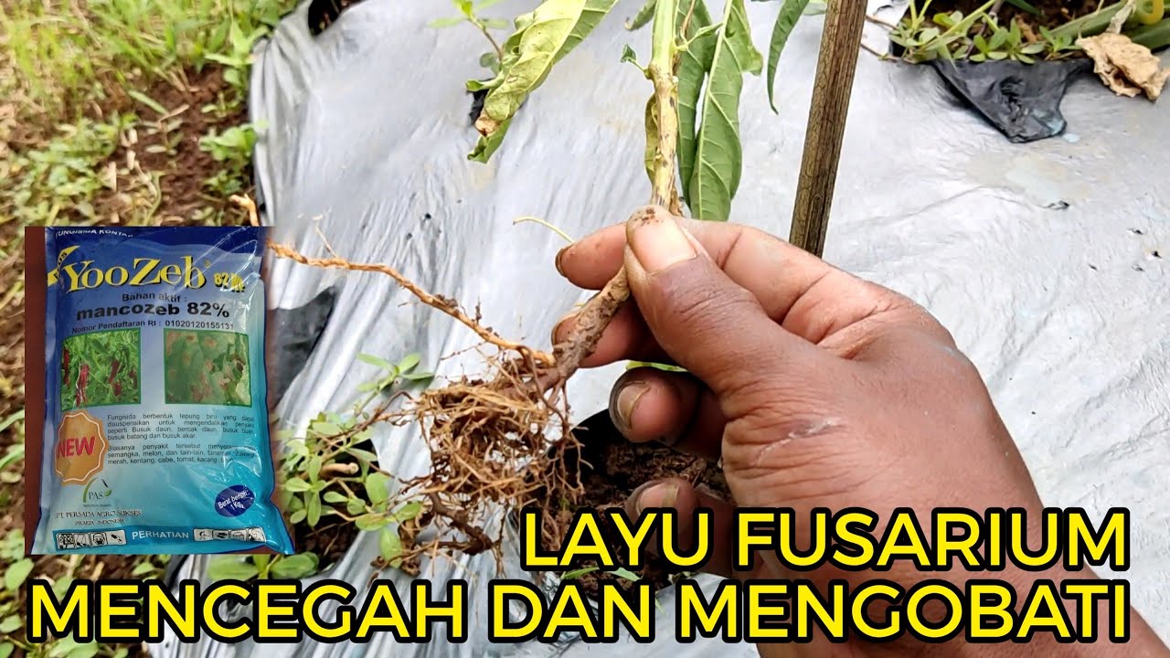 Cara Mencegah dan Mengobati Layu fusarium / busuk batang dan akar pada ...