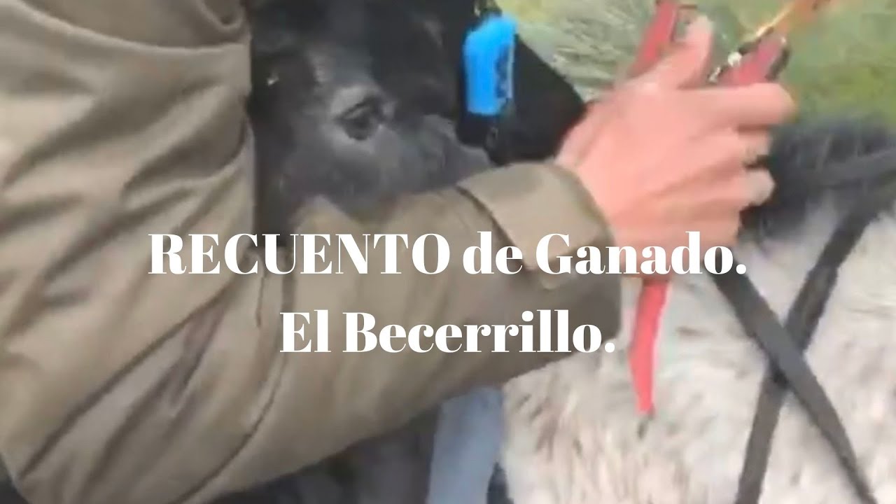 RECUENTO DE GANADO. Becerrillo. - YouTube