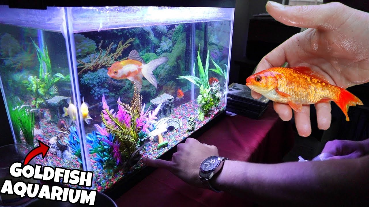 NEW 100% GOLDFISH TANK!!! - YouTube
