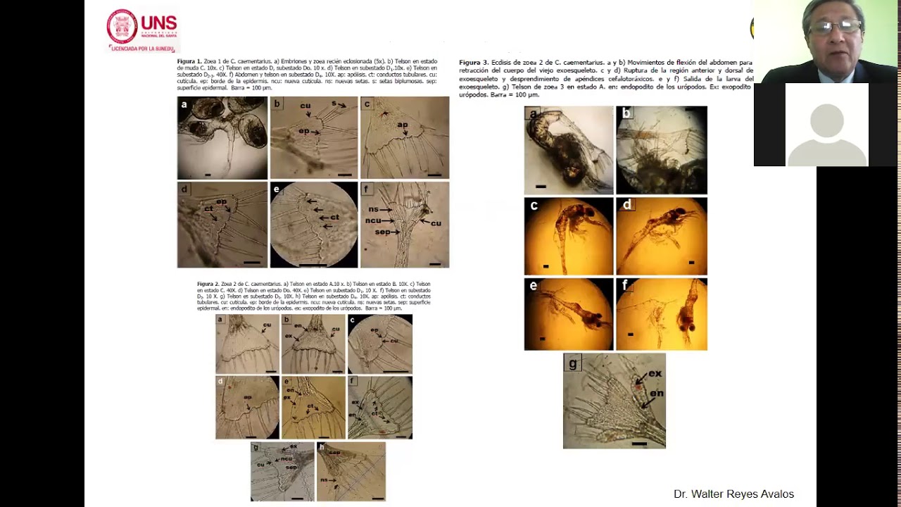 "Investigaciones científicas con el camarón de río (Cryphiops ...