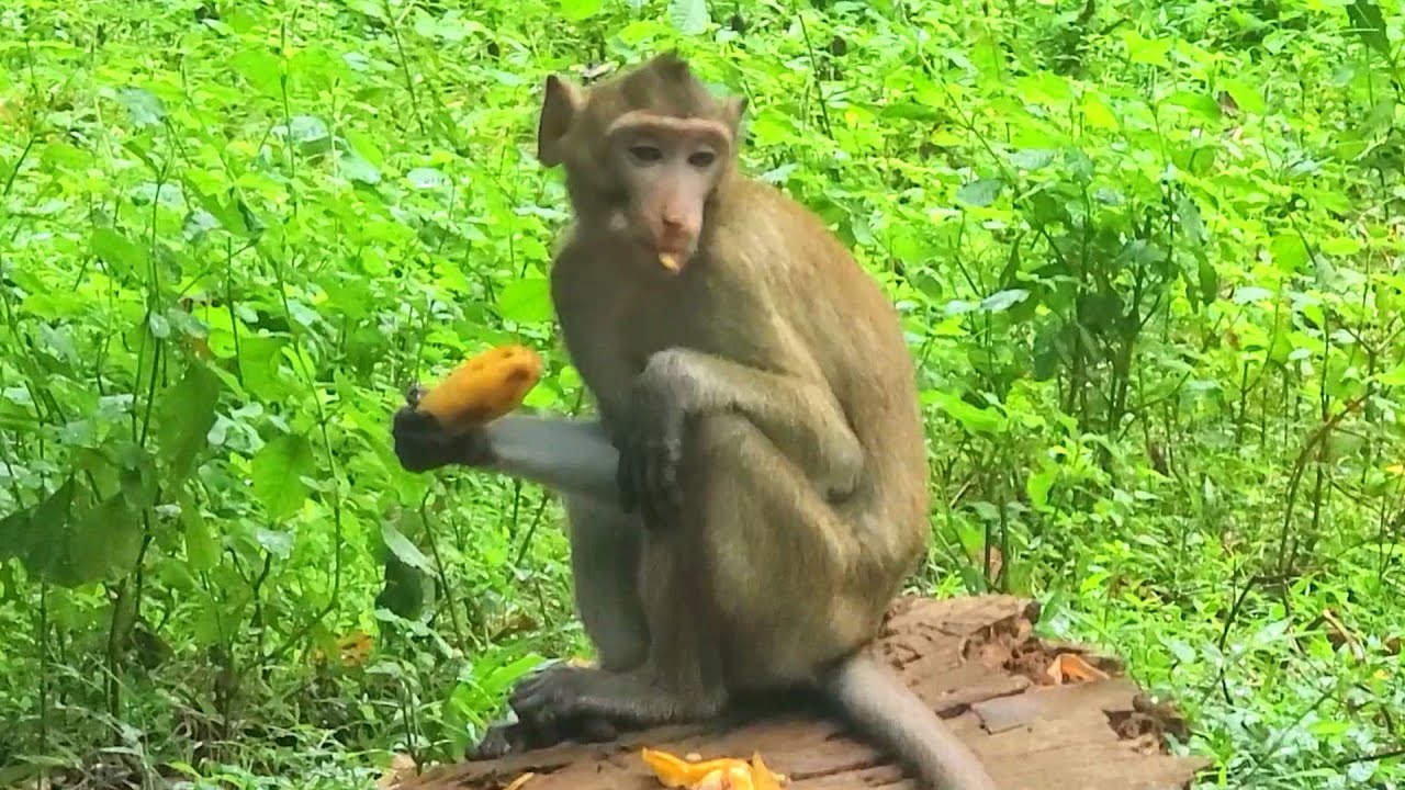 Abandoned monkey “Cali” eat a little food Because scared other Big ...
