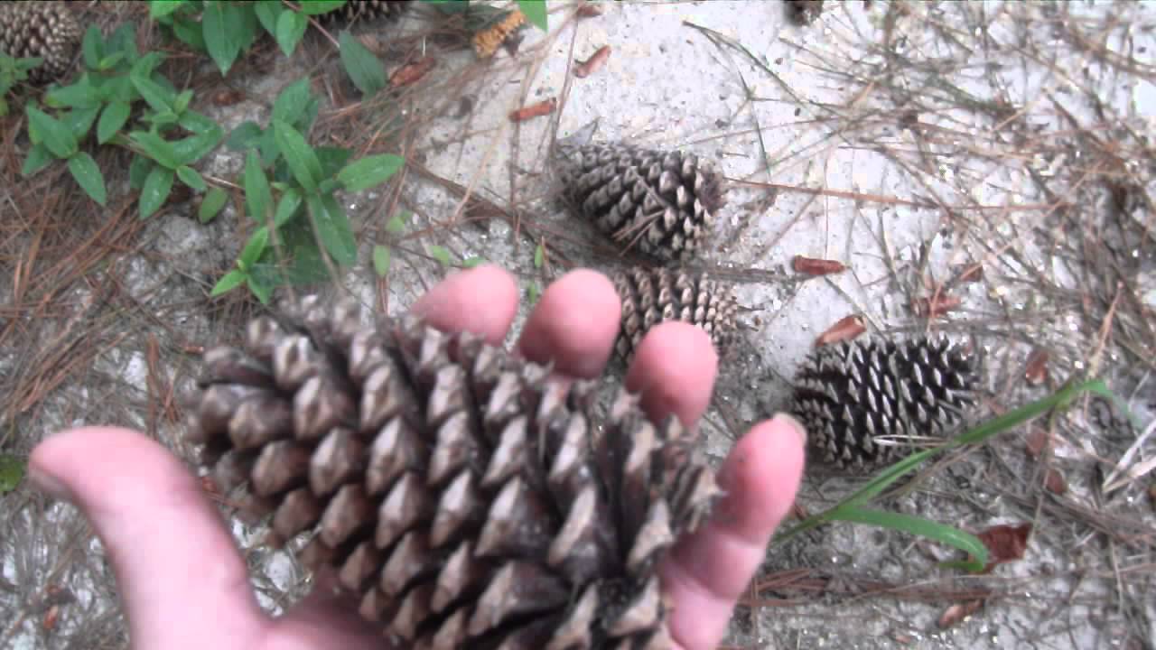 Falling Pine Cones - YouTube
