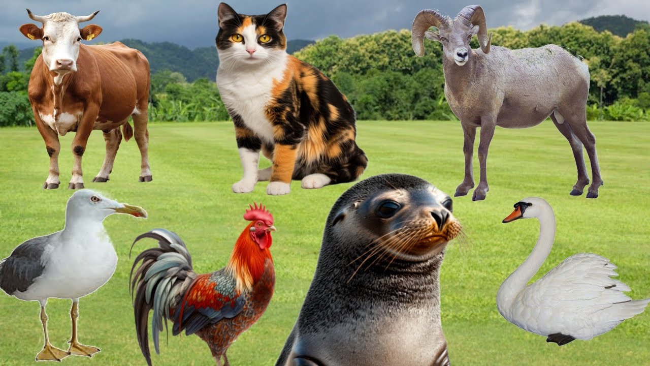 Mischievous Animal Species - Cow, Elephant, Rooster, Cat, Swan, Sheep ...