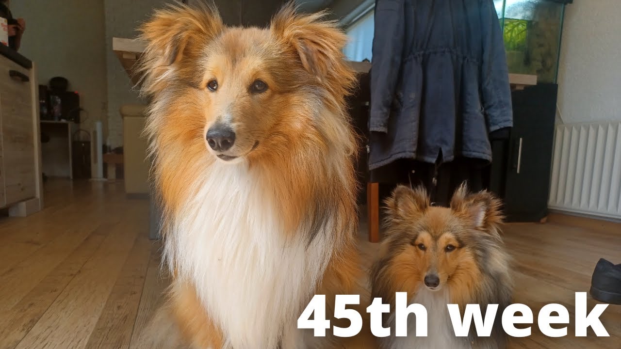 Shetland Sheepdog Puppies 45th week - YouTube