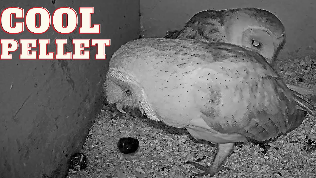 Barn owl Male cast owl pellet and courts his Female. - YouTube