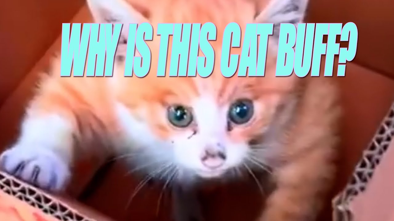 Why are these cats so ripped - YouTube