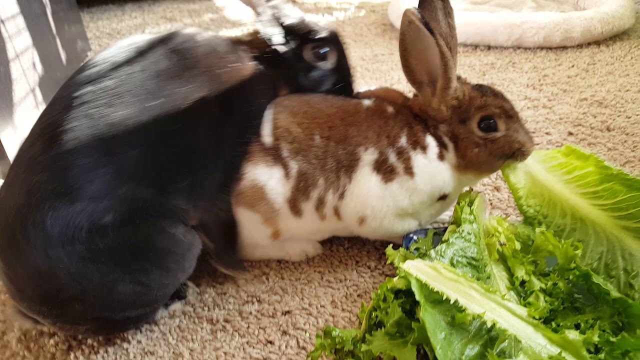 Bunny Bonding 5 - YouTube
