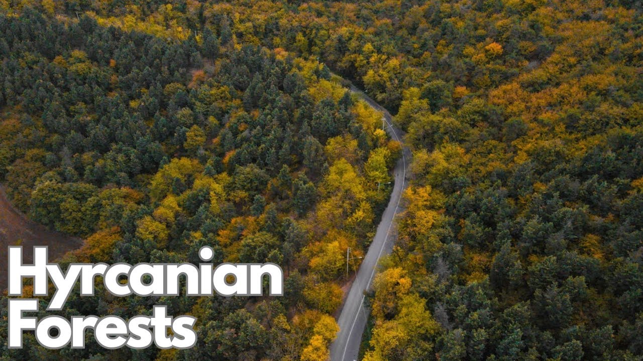 Exploring the Mysteries of Hyrcanian Forests - YouTube