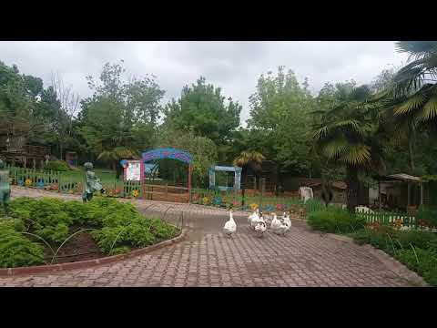 Kaz Yavrusu | Yabani Kazlar | Kaz Yumurtası | Kaz Yavrusu | Gurk Kaz Nasıl Olur  | A'DAN Z'YE BULDUM