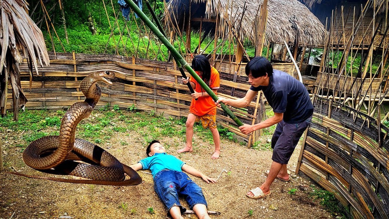 The younger brother was attacked by a poisonous snake in the chicken ...