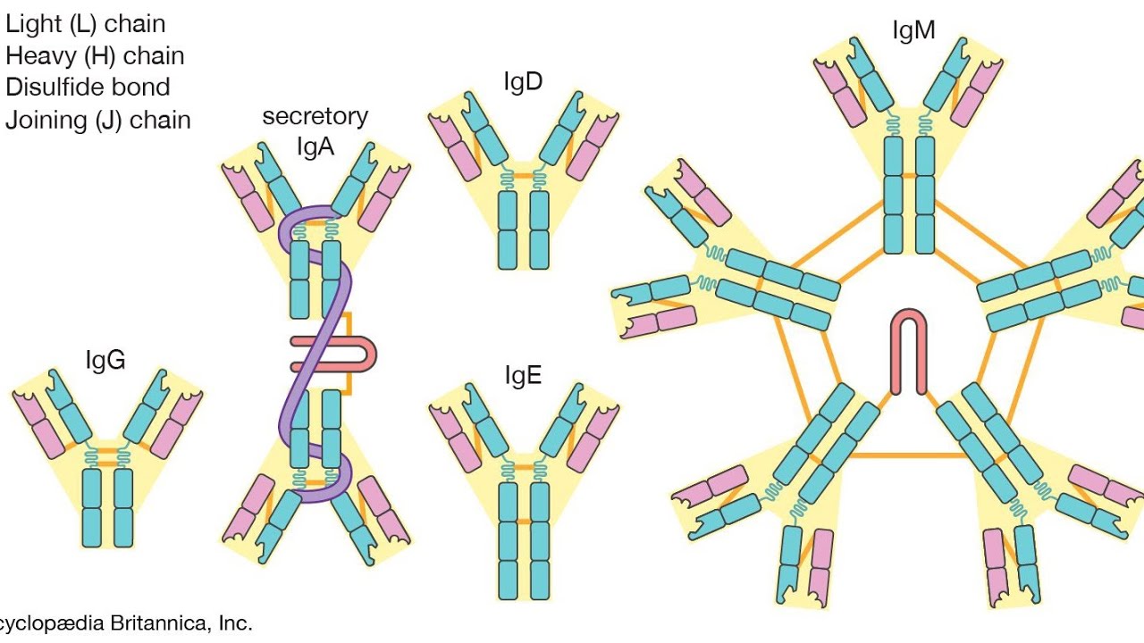 Immunoglobulin Antibody IgG IgM IgE IgD IgA In Hindi immunoglobulin-antibody-igg-igm-ige-igd-iga-in-hindi