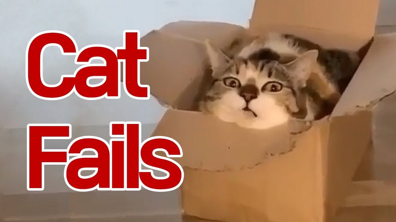 Funny | Meme | Fails Cat Compilation #31 - YouTube