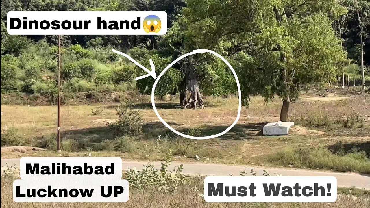 Malihabad day 2. - YouTube