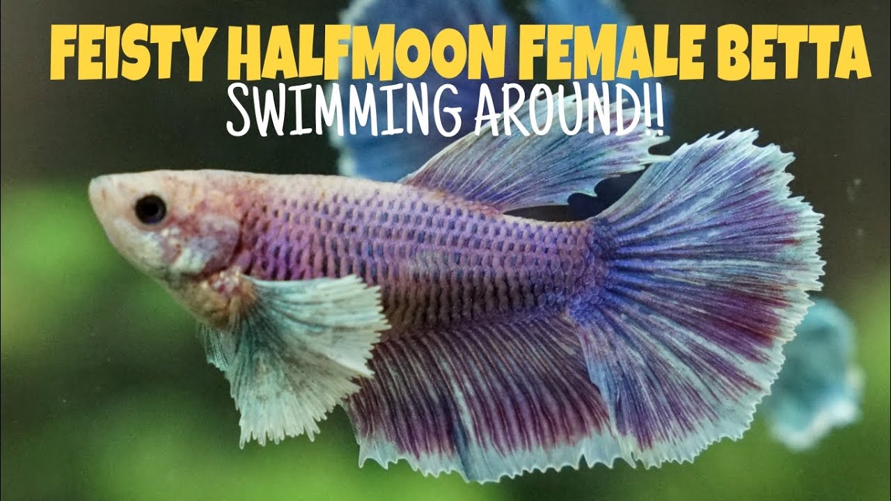 Feisty halfmoon female Bettafish swimming around in aquarium.Betta fish ...