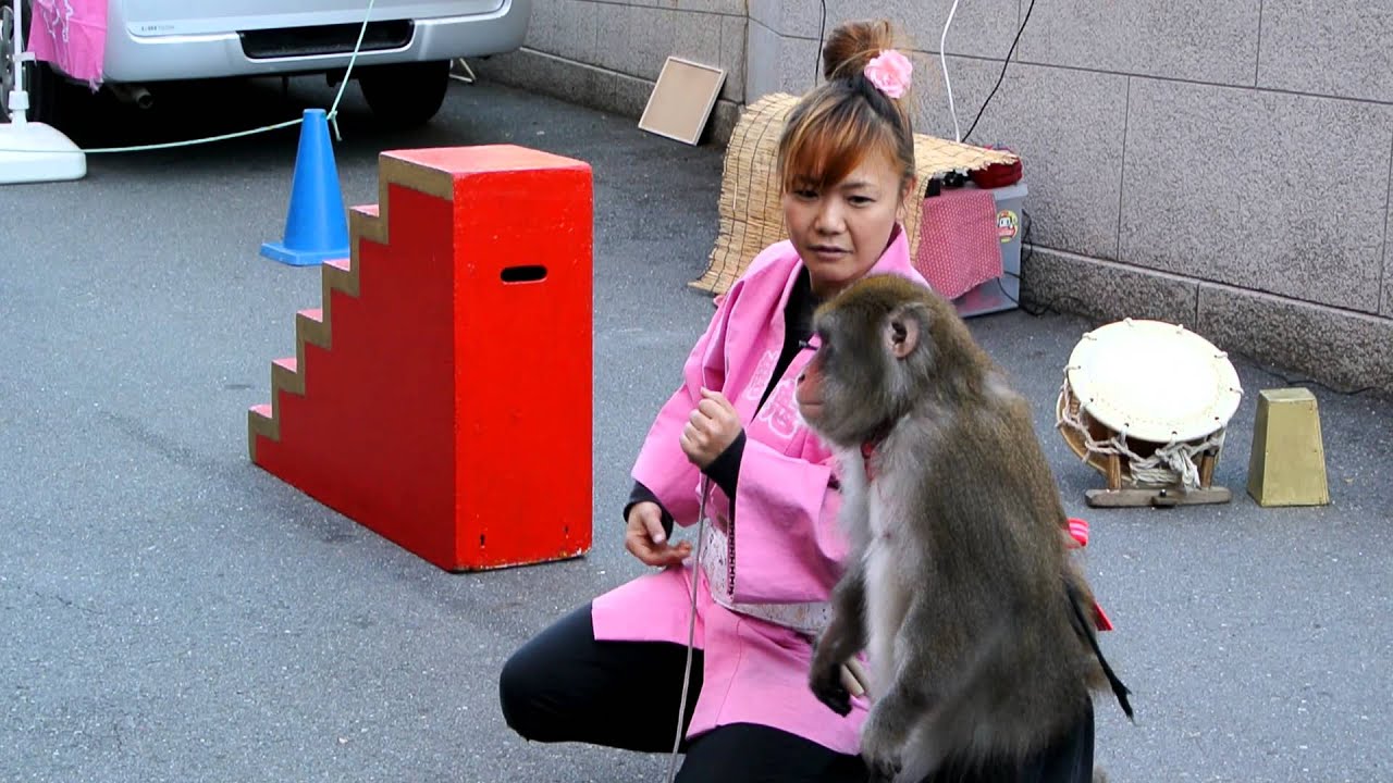 Acrobatic Monkey Performance - YouTube