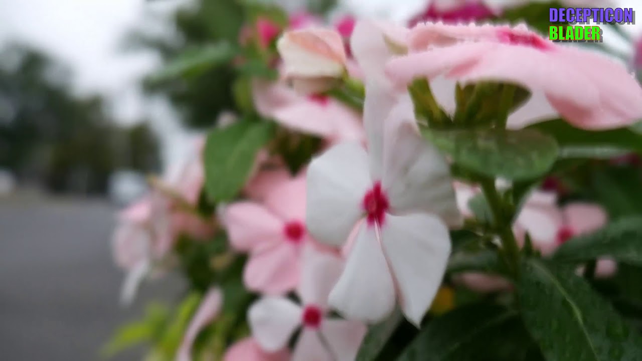 HYPE FLOWER B ROLL PRACTICE 60p - YouTube