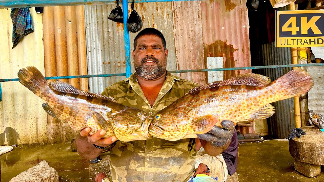 Kalavan fish cutting video /Fishcuttingrs #fishcuttingrs #kasimedu # ...