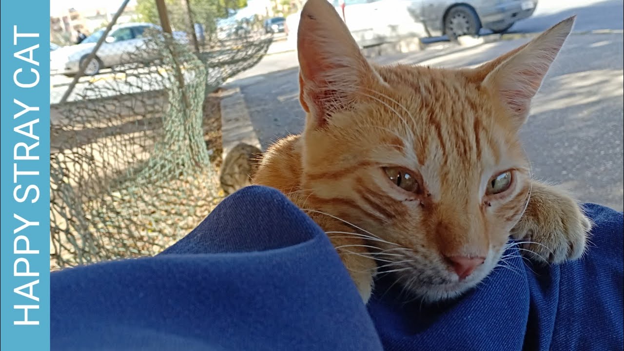 Happy Cats - Feeding Poor Stray Cats - YouTube