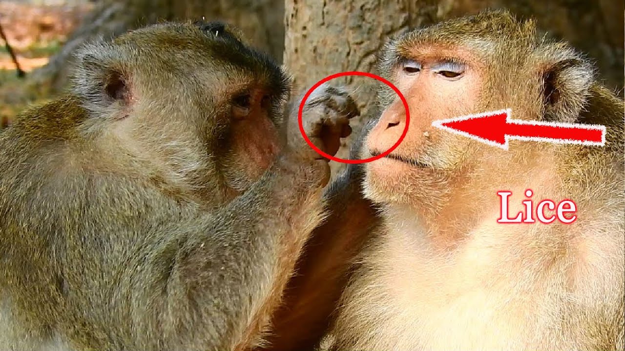 Billion Cutest Big Aseop Monkey Come to Finding Lice And Grooming For ...