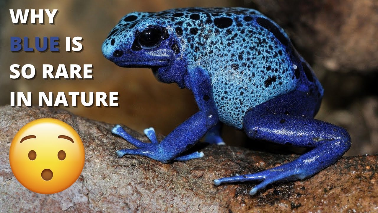 Why is The Color Blue So Rare in Nature - YouTube