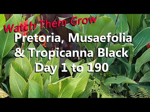 Canna Lily Plants Grow Fast! Watch the Pretoria, Tropicanna Black and ...