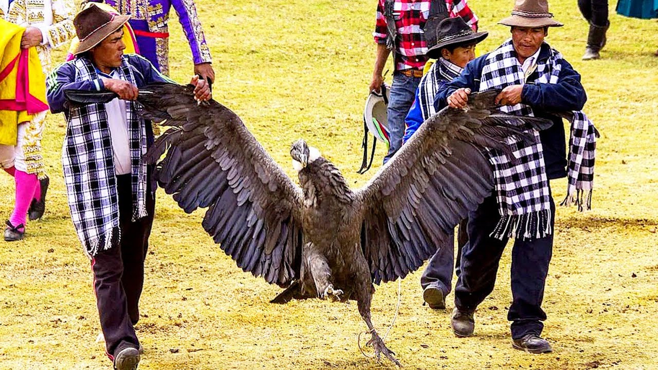 The World's Heaviest Bird That Got Lost In Time - YouTube