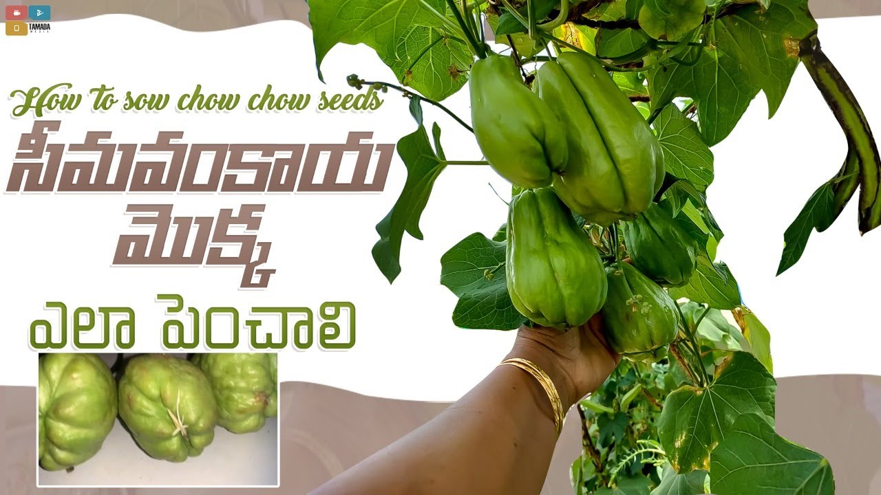 How to sow chow chow seeds|ఇలా నాటితే సీమ వంకాయ విత్తనాలు సక్సెస్ ...