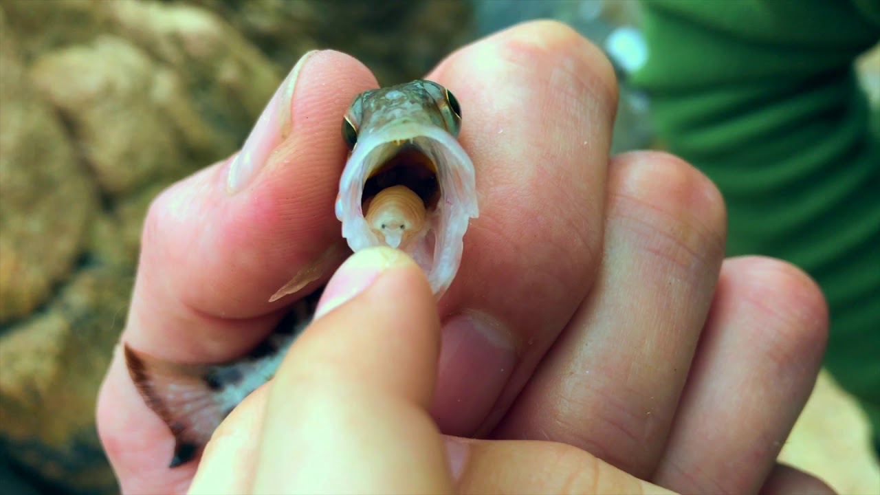 The GROSSEST animal ever!!! - YouTube