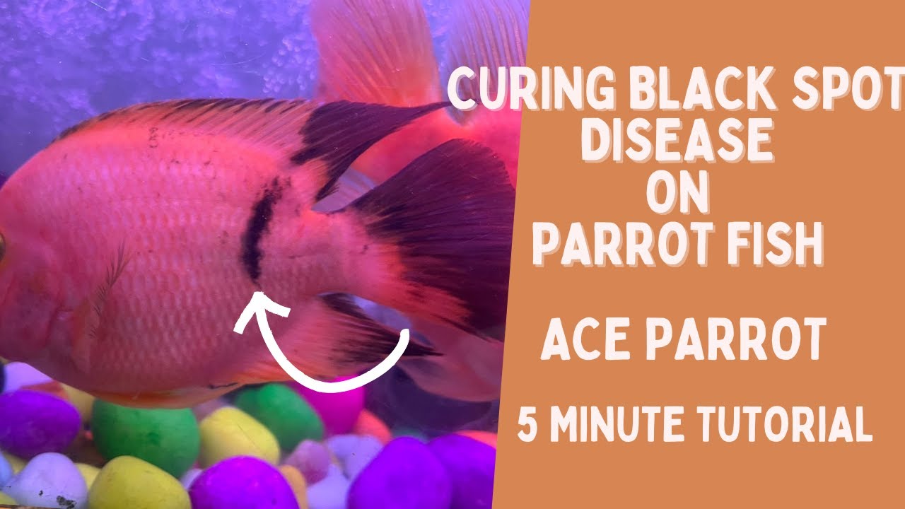 Combatting Black Spot Disease: A Lifesaving Guide for Parrot Fish ...