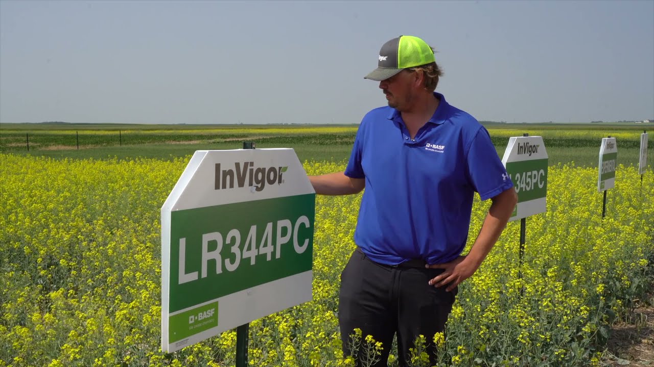 BASF Canola Hybrids for 2022 - YouTube