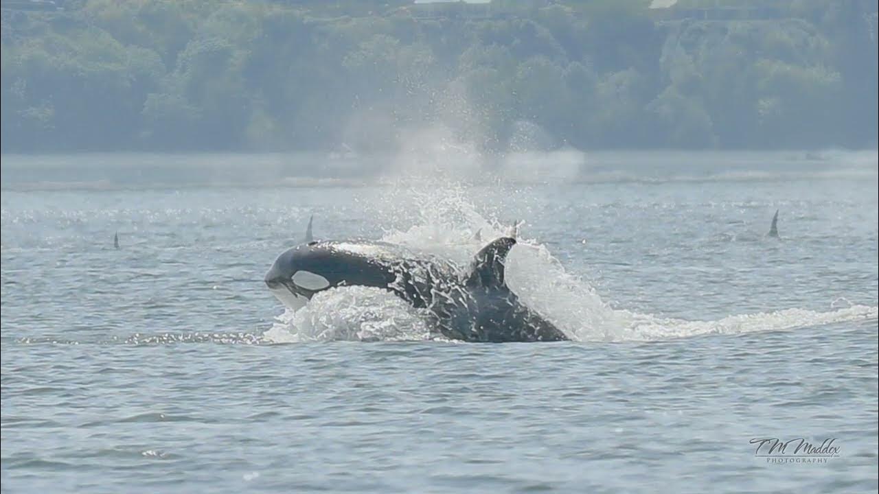 Orcas Traveling Puget Sound May 10, 2023 - YouTube
