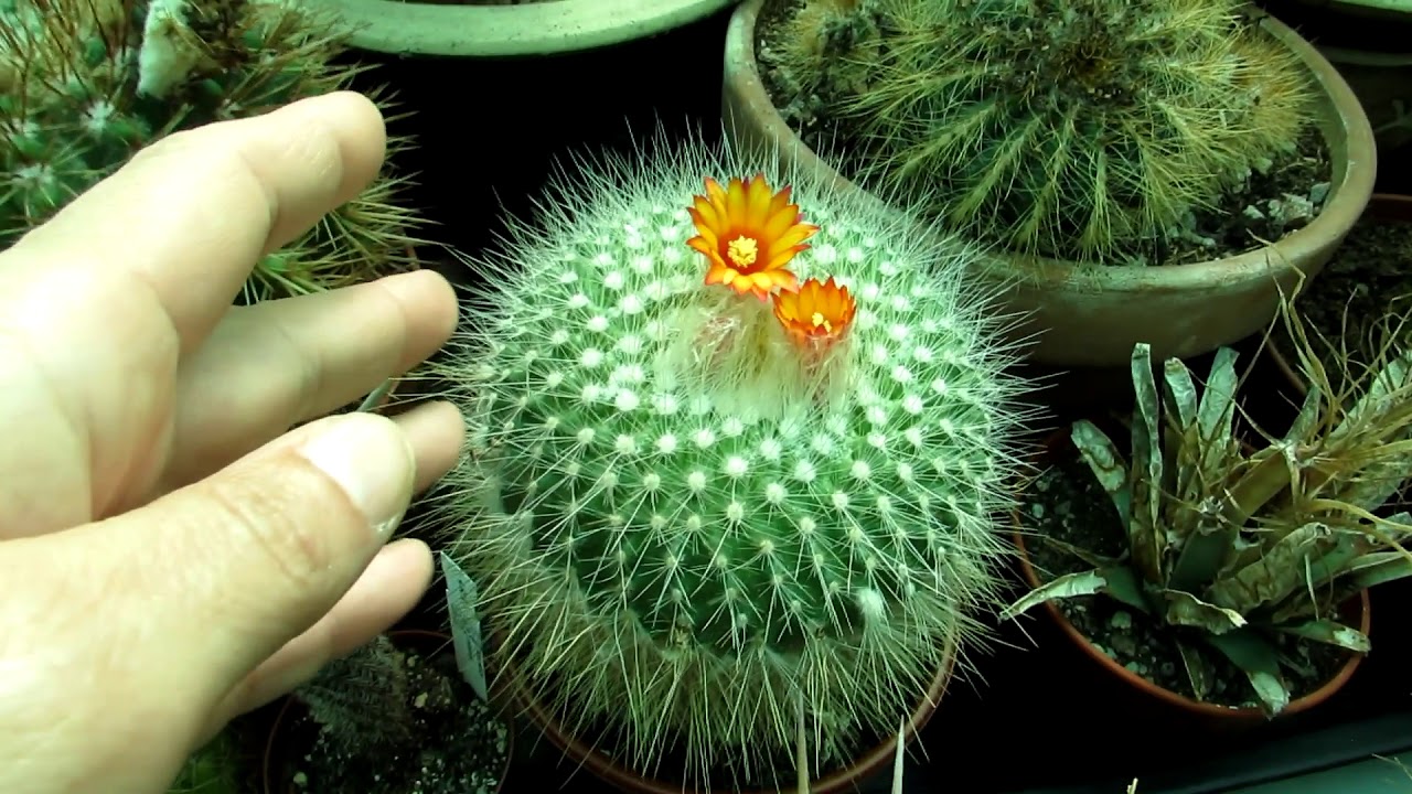 My Parodia Chrysacanthion 'Rubra orange flame' Cactus Plant in ...