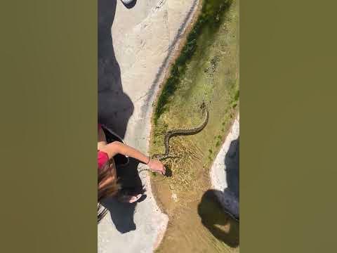 Two Ball Python's swimming in the river. #reptiles #animals #ballpython ...