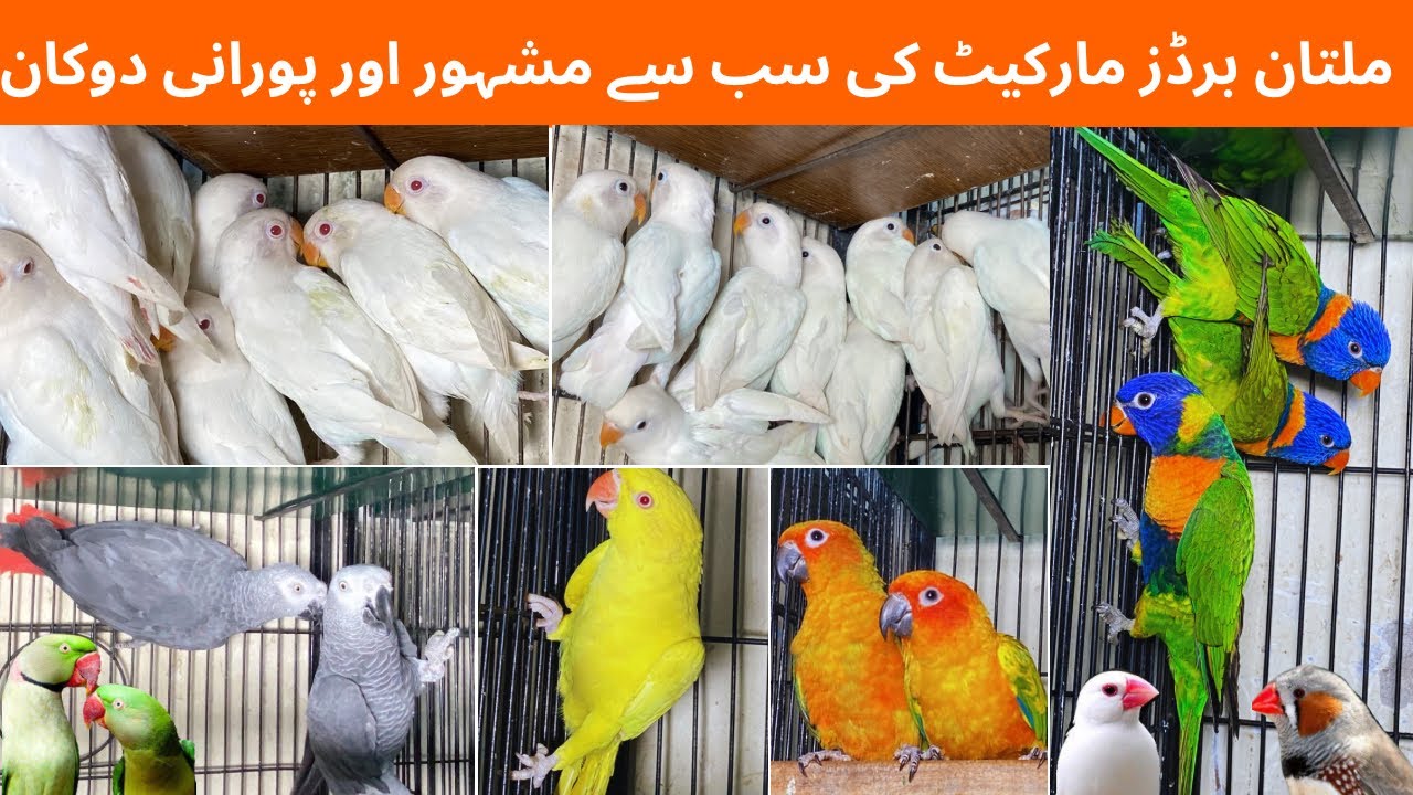 Visited at Flying Birds Shop Rashadabad Multan all Fancy and Imported ...