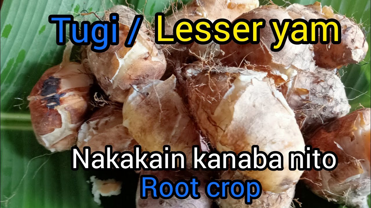 harvesting tugi / lesser yam, root crop, nakakain kanaba nito, - YouTube