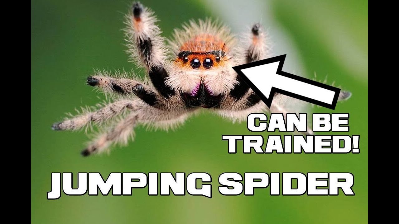 The Spider Cannonball - Jumping Spider Facts - Animal a Day - YouTube