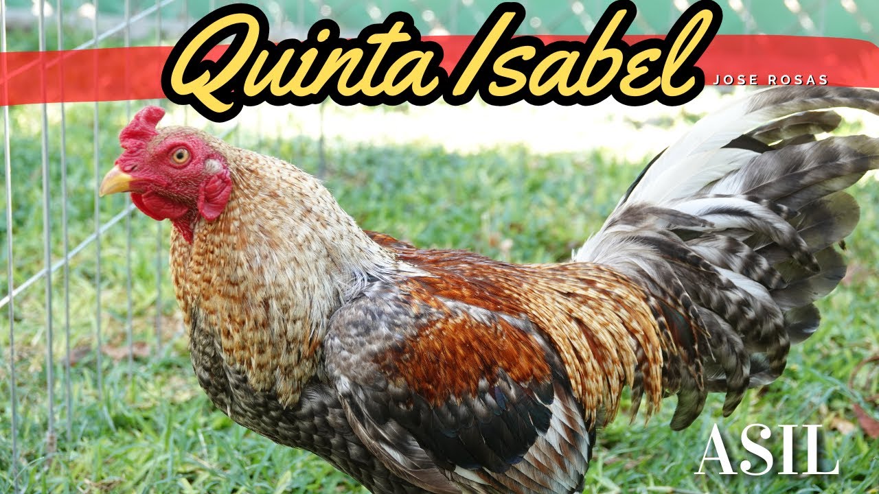 Quinta Isabel. Asil Bulico (genetica de gallino) DISPONIBLE 26/02/25 ...
