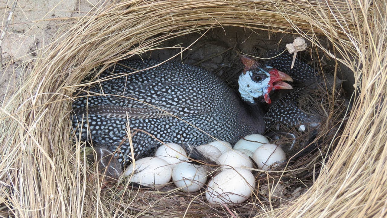 Awesome bird lure using a Turkey - DIY Snake Trap Technology - Learning ...