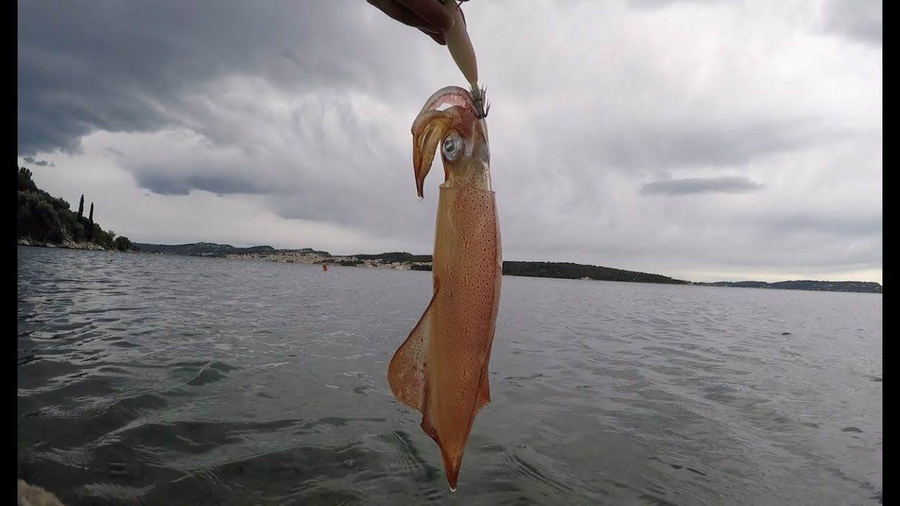 Squid Calamari Fishing Greece - YouTube