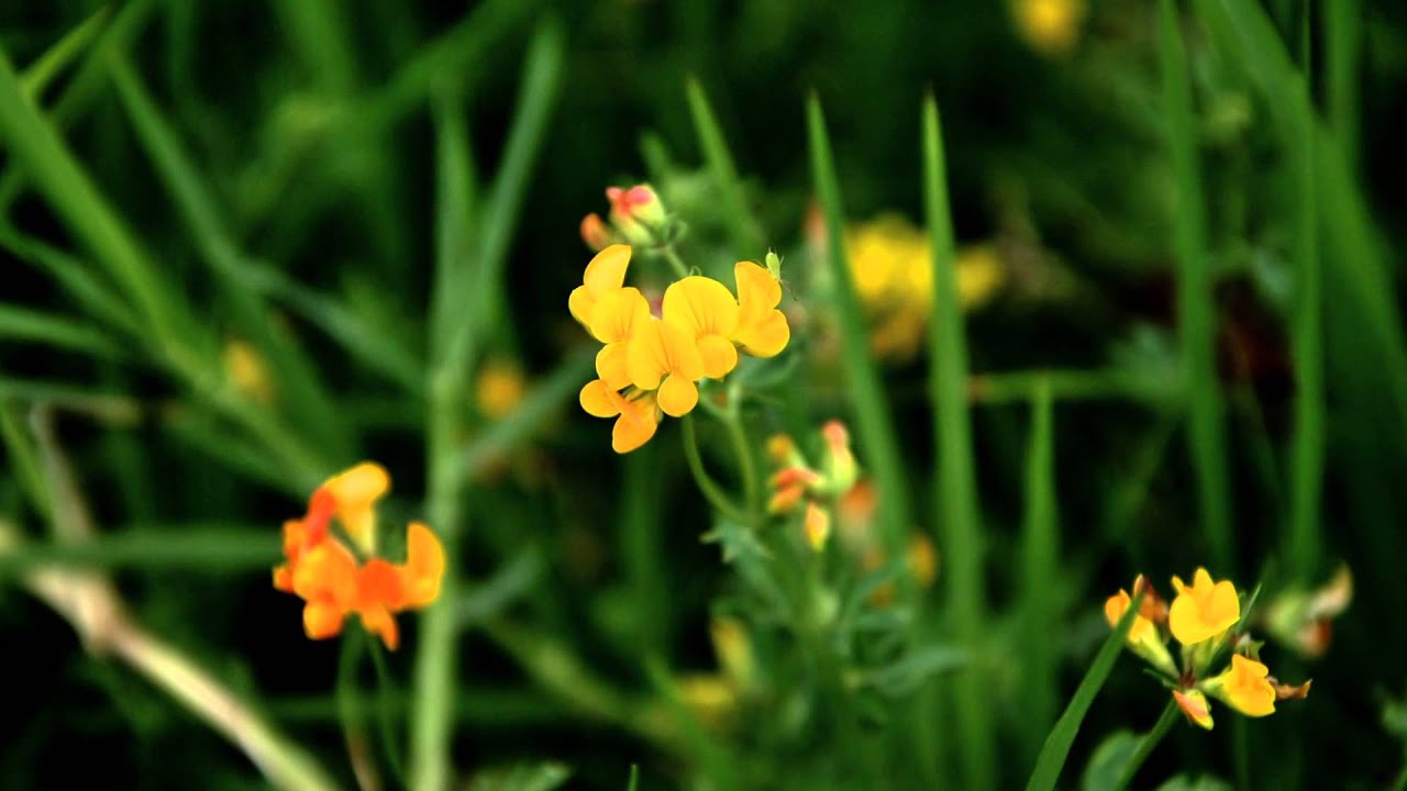 DELTA VACARESTI FLORILE Part 2 - YouTube