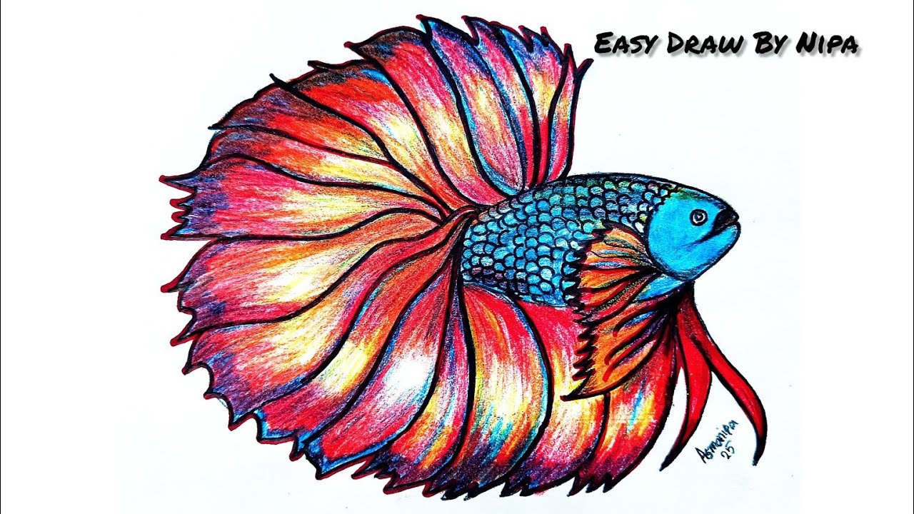 Betta fish drawing || How To Draw fish for beginners - YouTube