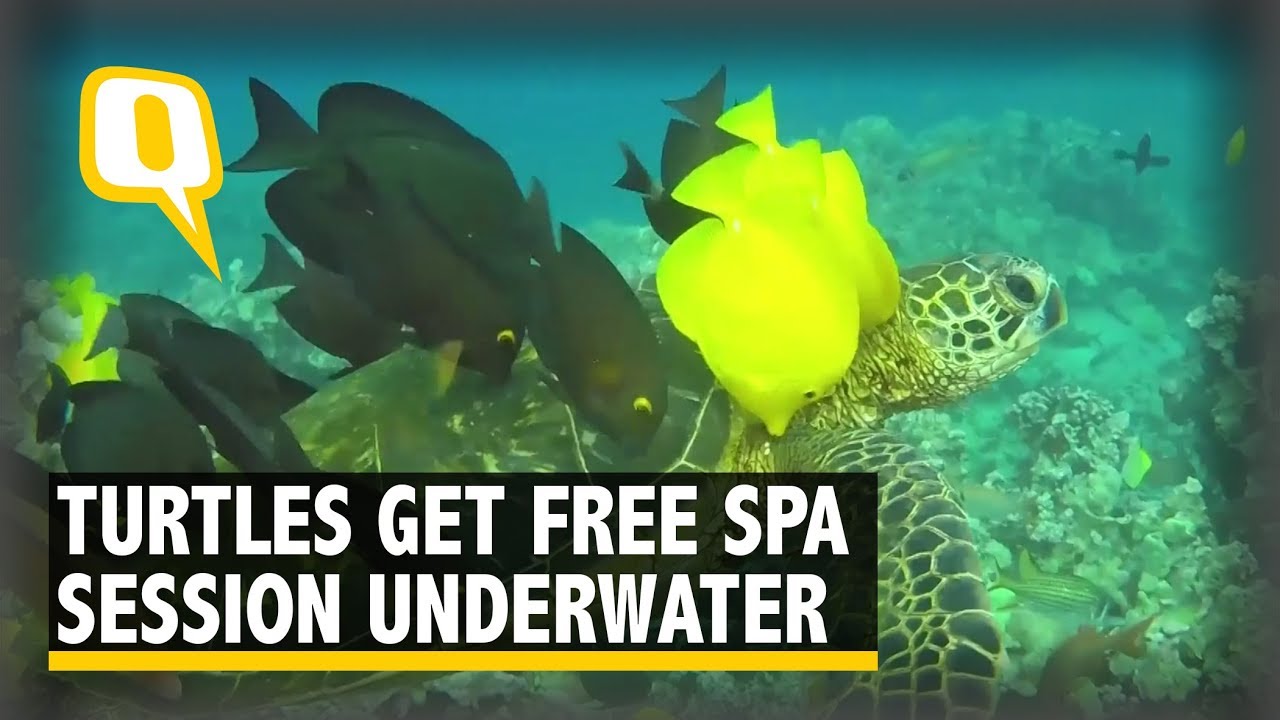 The Turtle Tale: Underwater Spa for Turtles Will Leave You Envious ...
