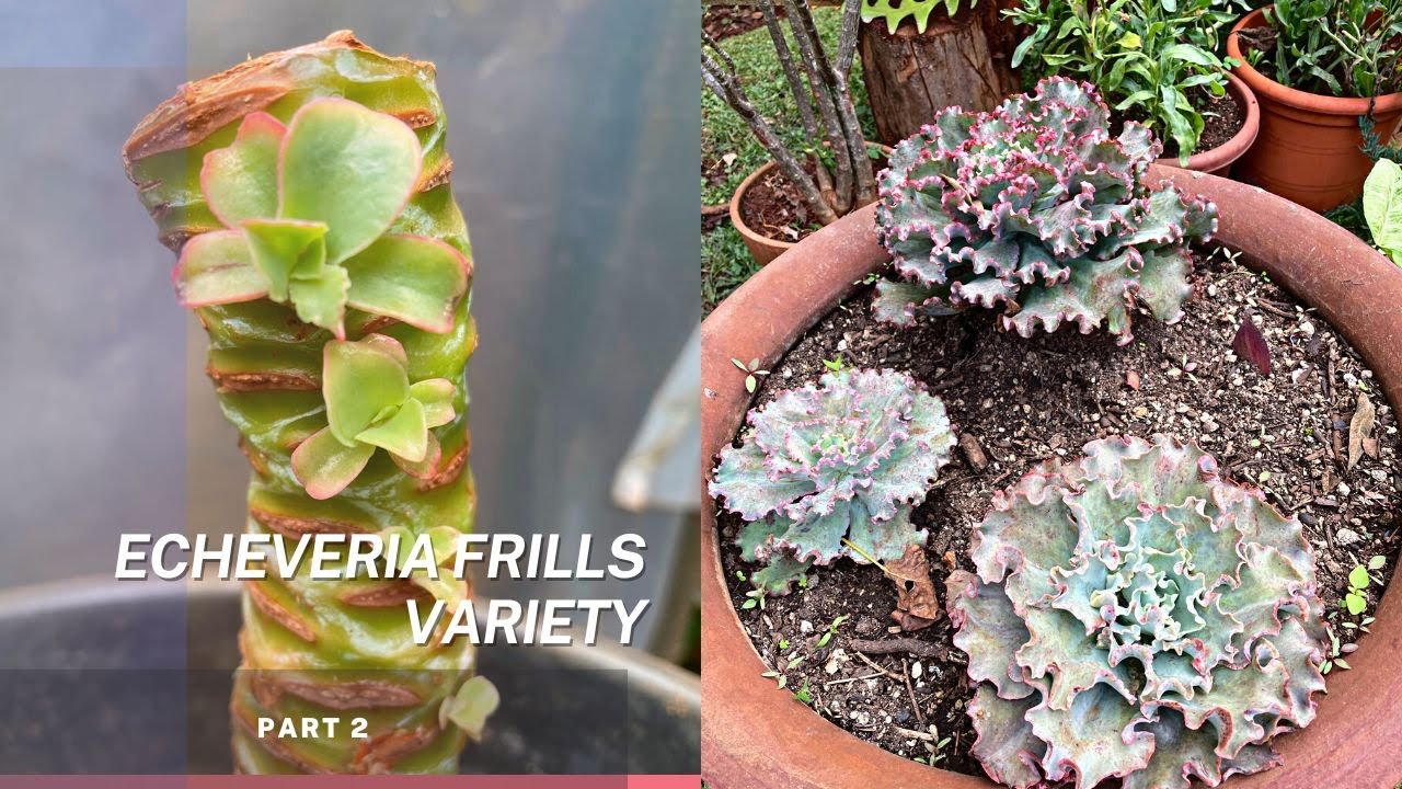 Echeveria Frills Variety Part 2 - Rooting & Pups growth - YouTube