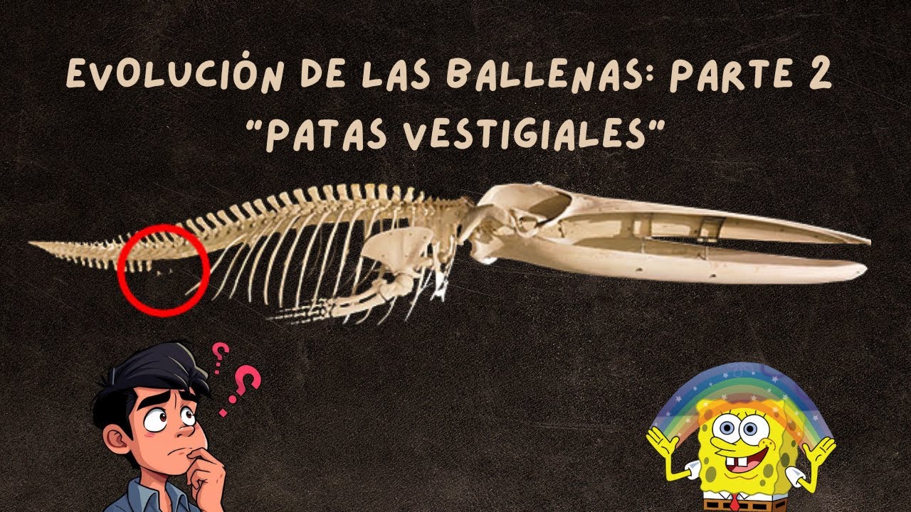 EvoluciÓn De Las Ballenas Parte 2 “patas Vestigiales” Youtube
