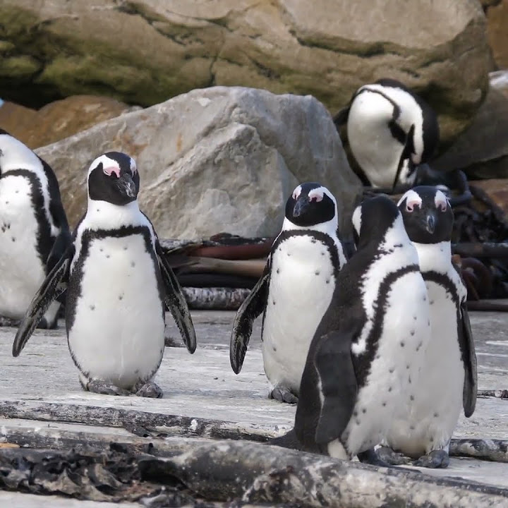 Chill with Penguins: Dive into the K12 Innovation Challenge! - YouTube