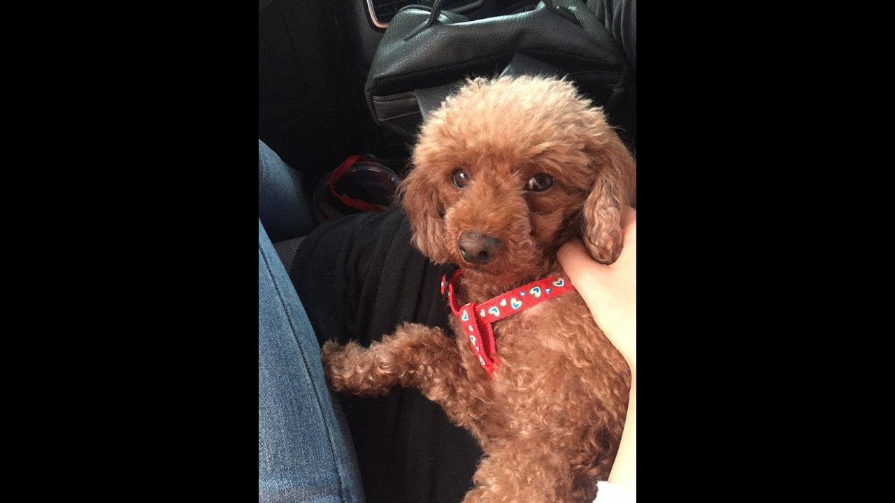 뭉치에게 - To Bunchi (my pet dog) 사진, 연주영상 - 노동환 곡, 연주 - YouTube