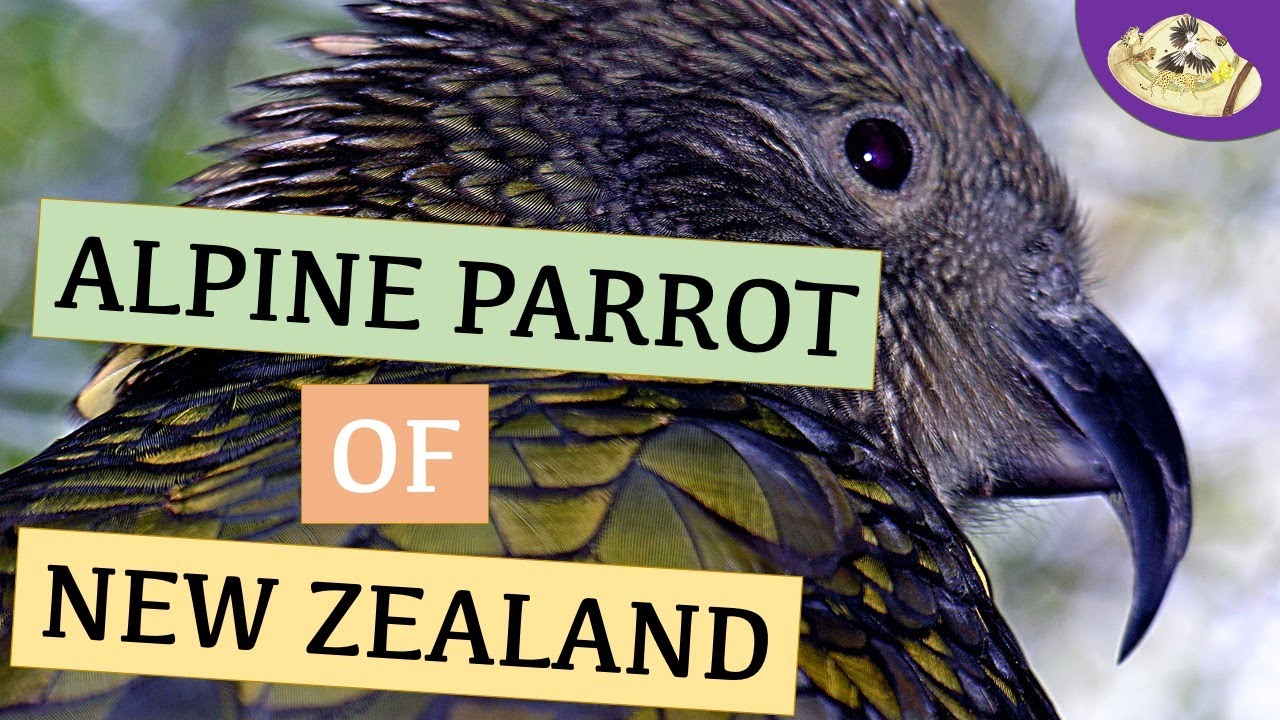 What is an Kea? 5 Fast Animal Facts You NEED to Know | Weird ...